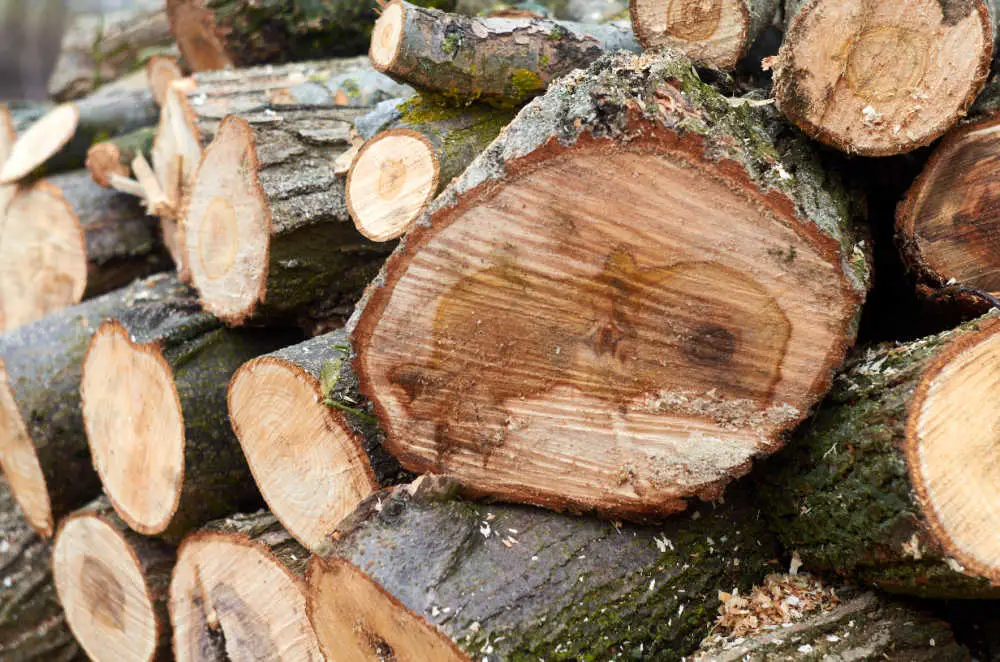 Is willow good firewood and does it burn well?